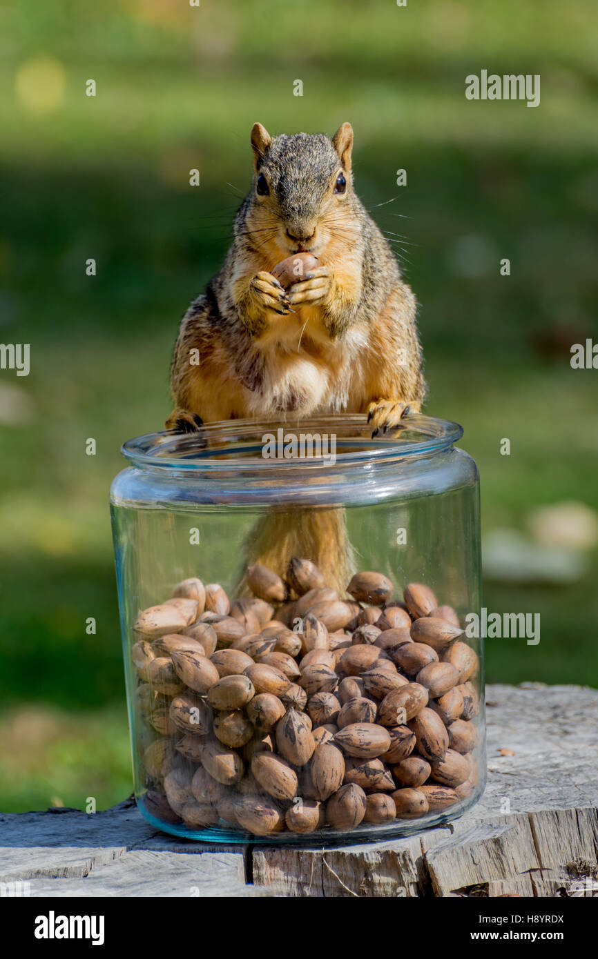 Eastern Fox Squirrel sitting on top of glass jar of nuts Stock Photo ...