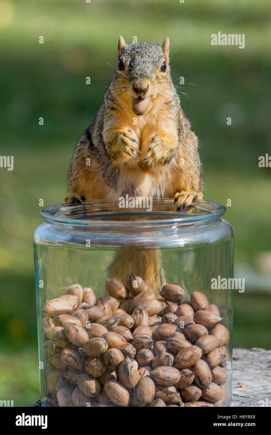Eastern Fox Squirrel sitting on top of glass jar of nuts Stock Photo ...