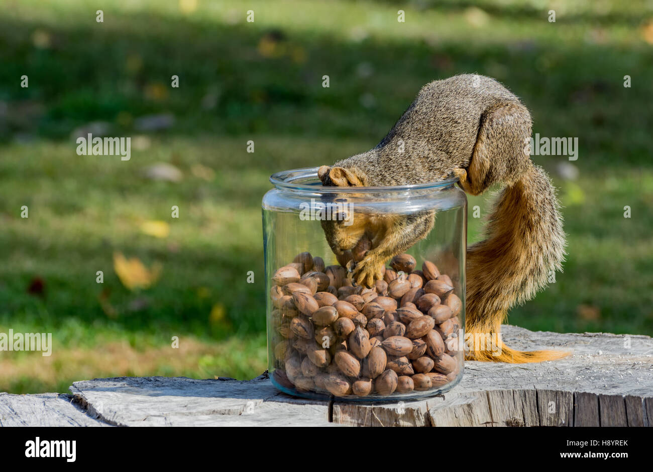 Eastern Fox Squirrel with nuts Stock Photo - Alamy