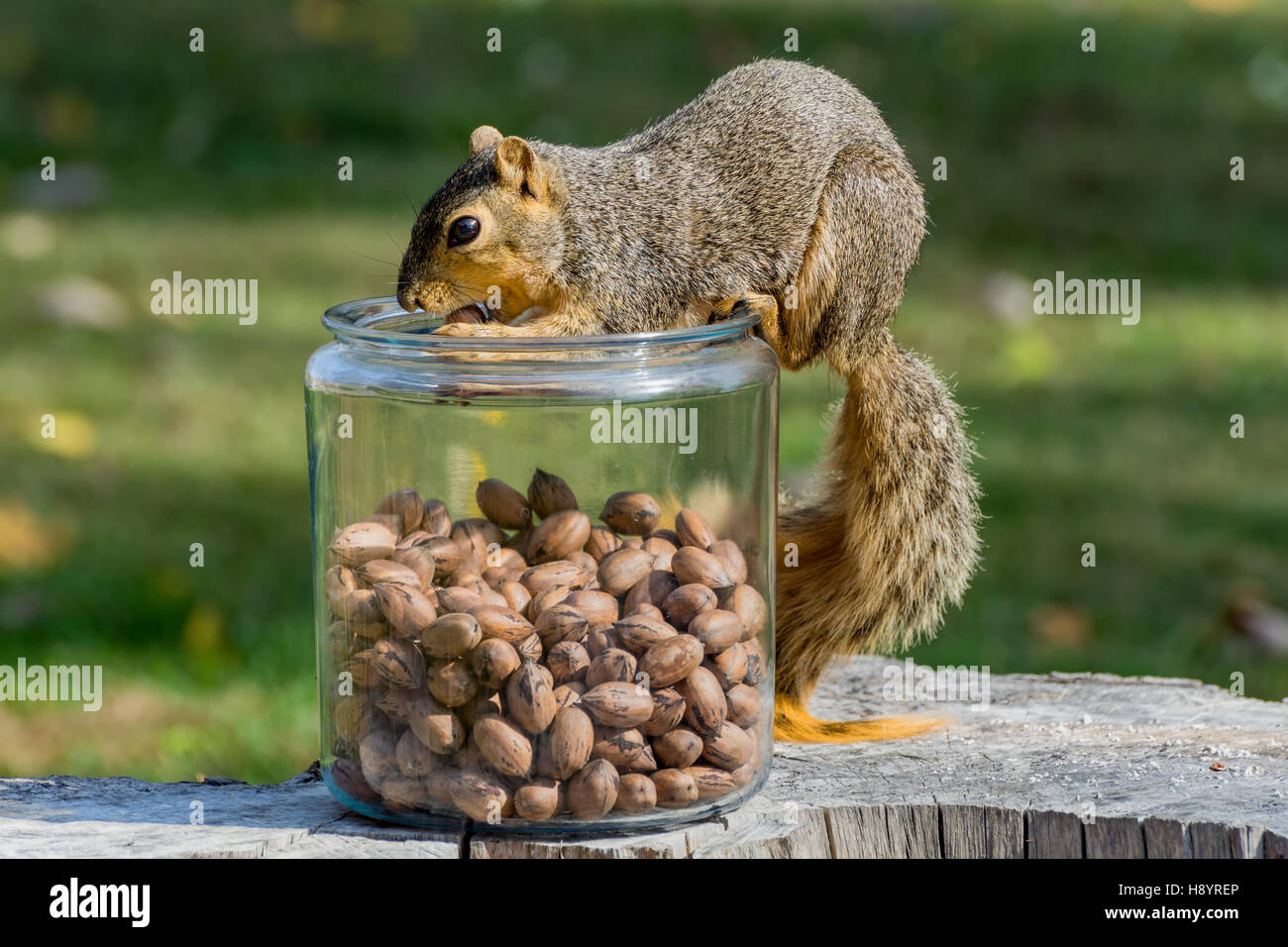 Eastern Fox Squirrel with nuts Stock Photo - Alamy