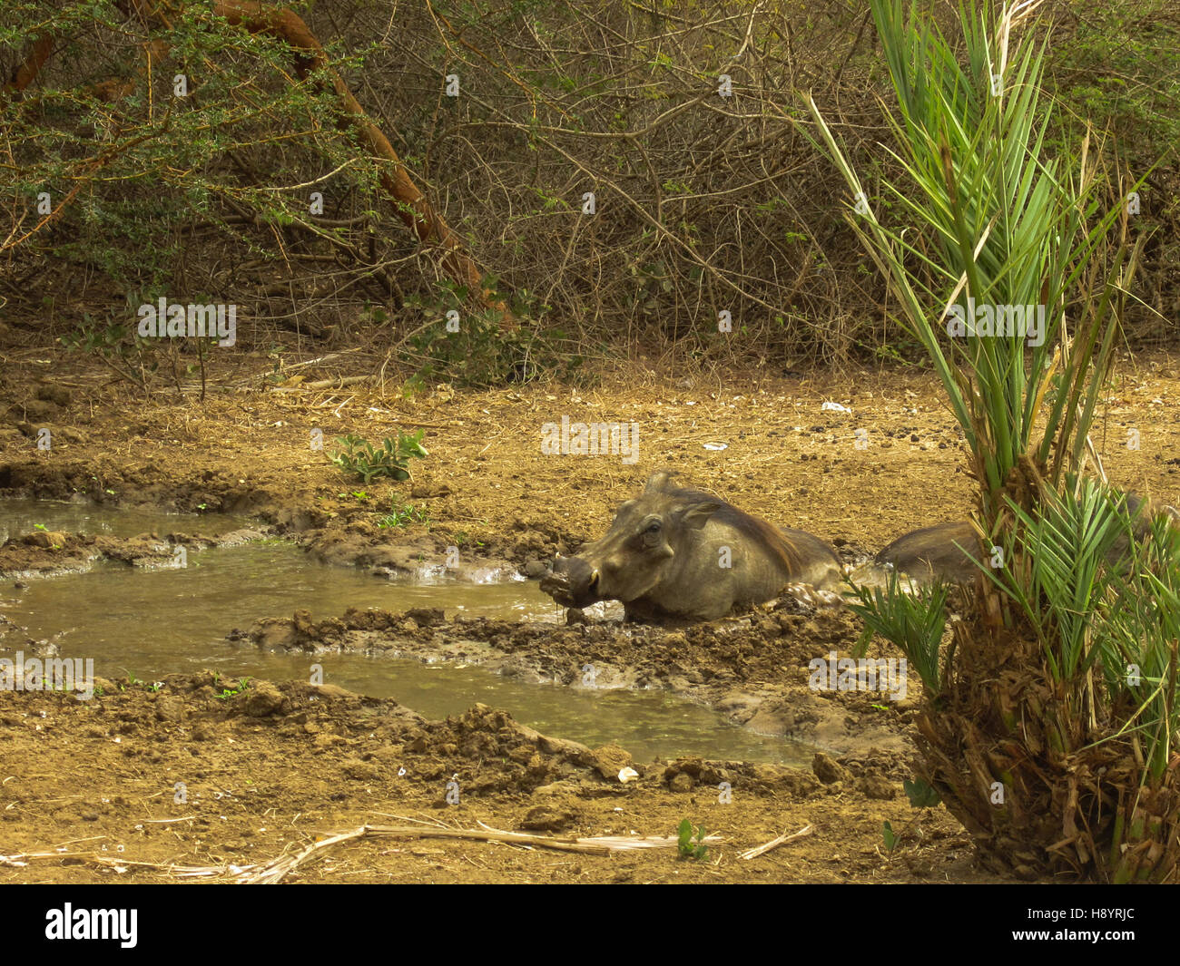 Wild pig taking a bath Stock Photo - Alamy