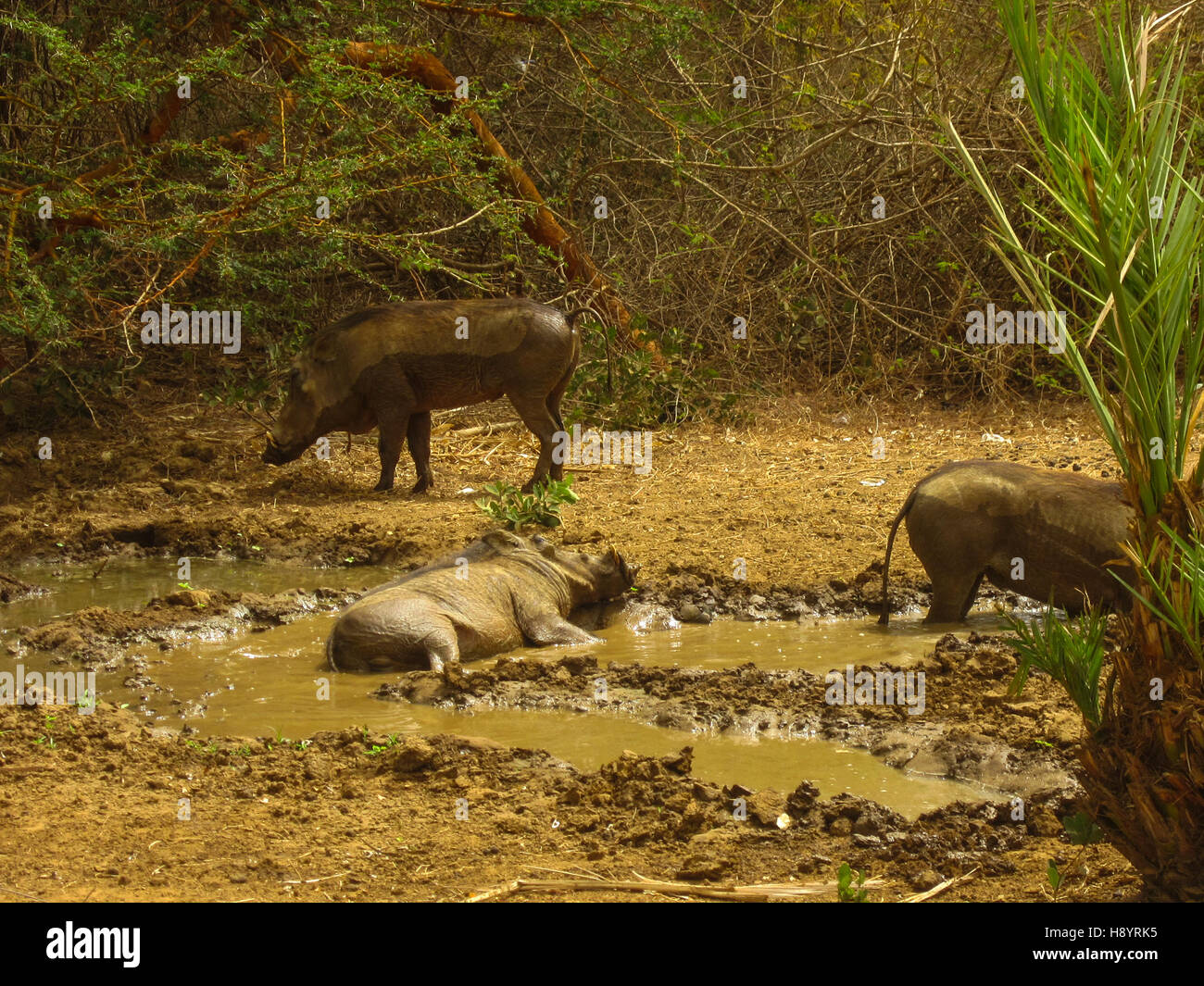 Wild pigs taking a bath with mug Stock Photo - Alamy
