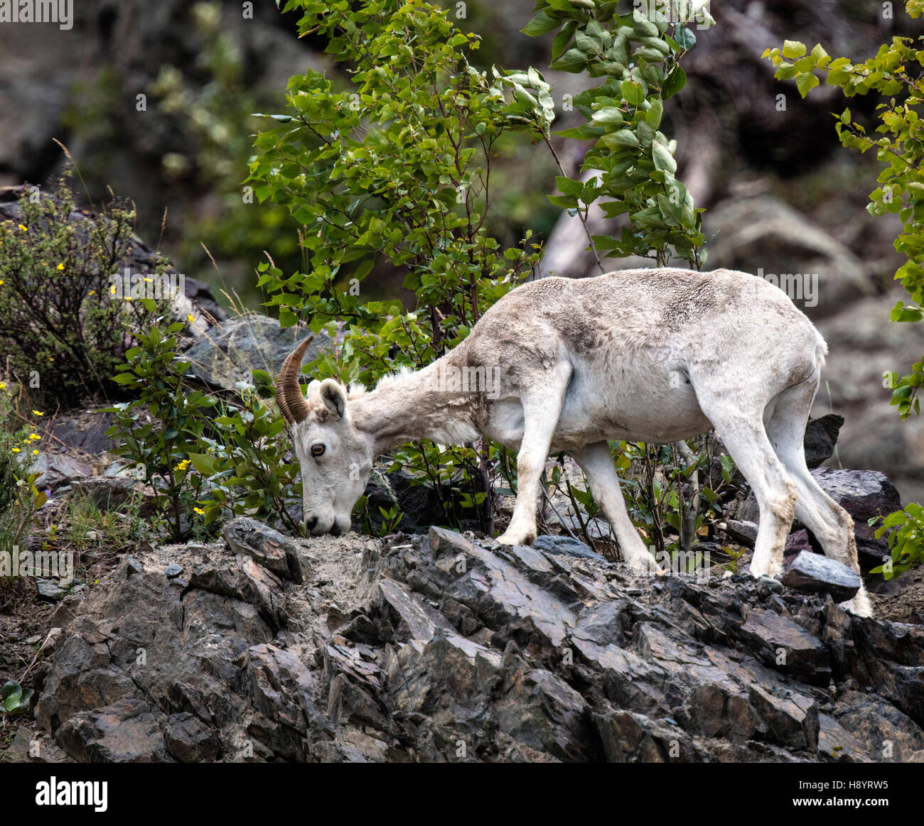 Dall Sheep ewe and lamb playing on the steep rocky slope near Windy ...