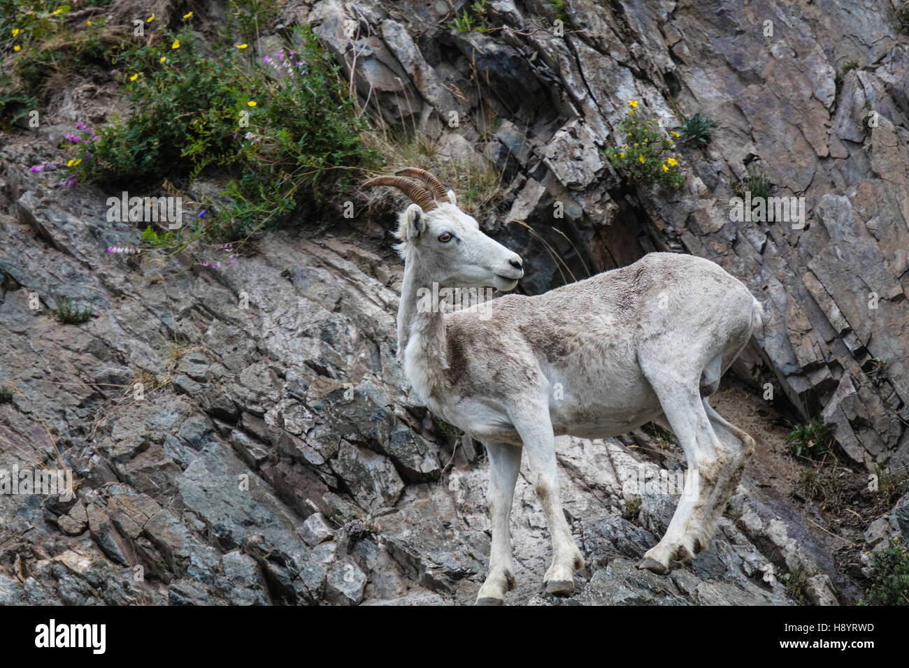 Dall sheep ewe lamb in hi-res stock photography and images - Alamy