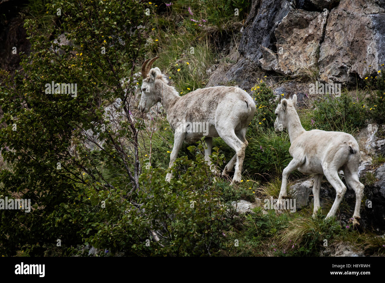 Dall Sheep ewe and lamb playing on the steep rocky slope near Windy ...