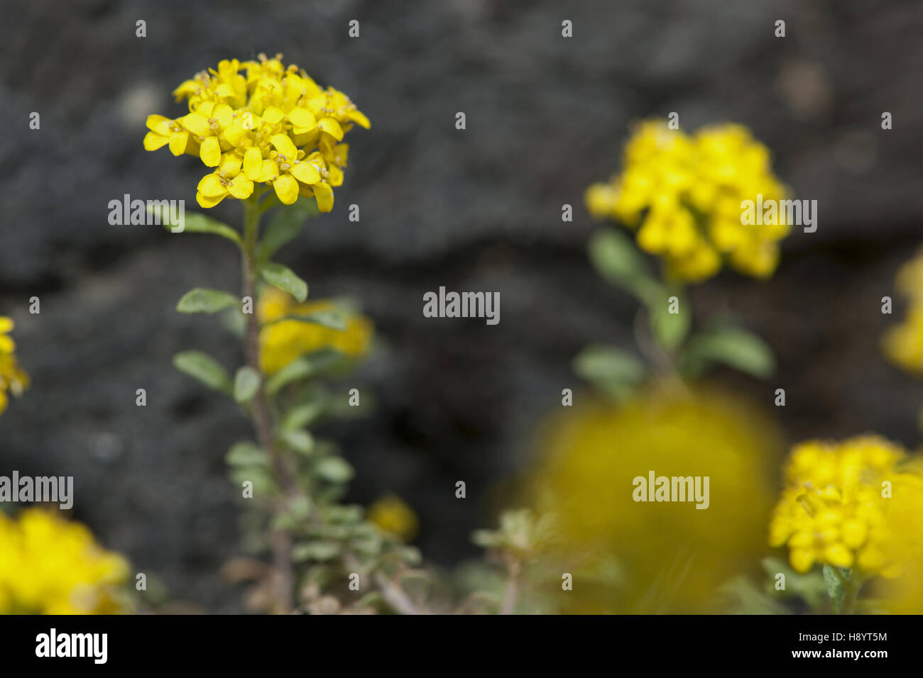 alpine alyssum, alyssum alpestre Stock Photo - Alamy