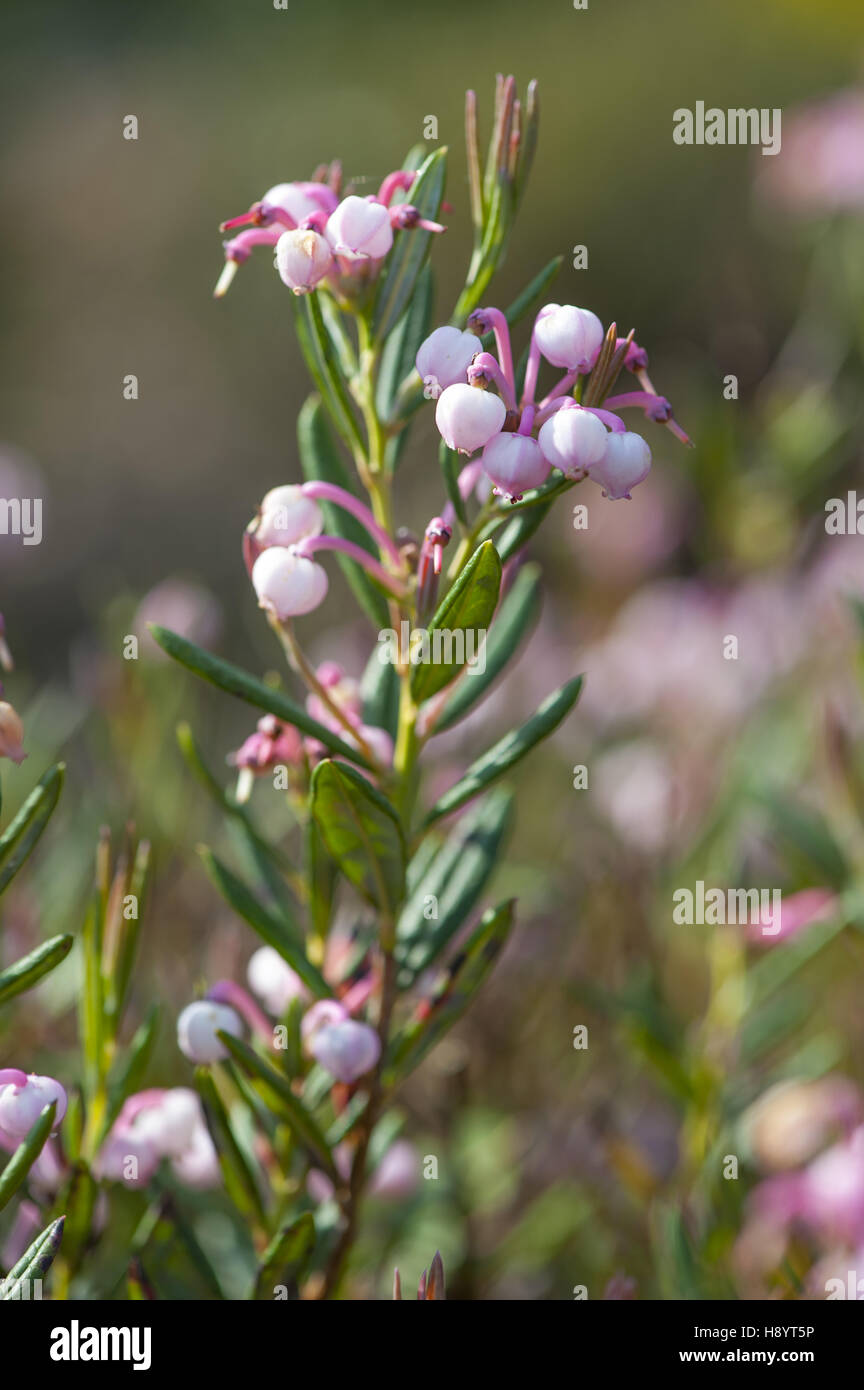 Pink rosemary flowers hi-res stock photography and images - Alamy