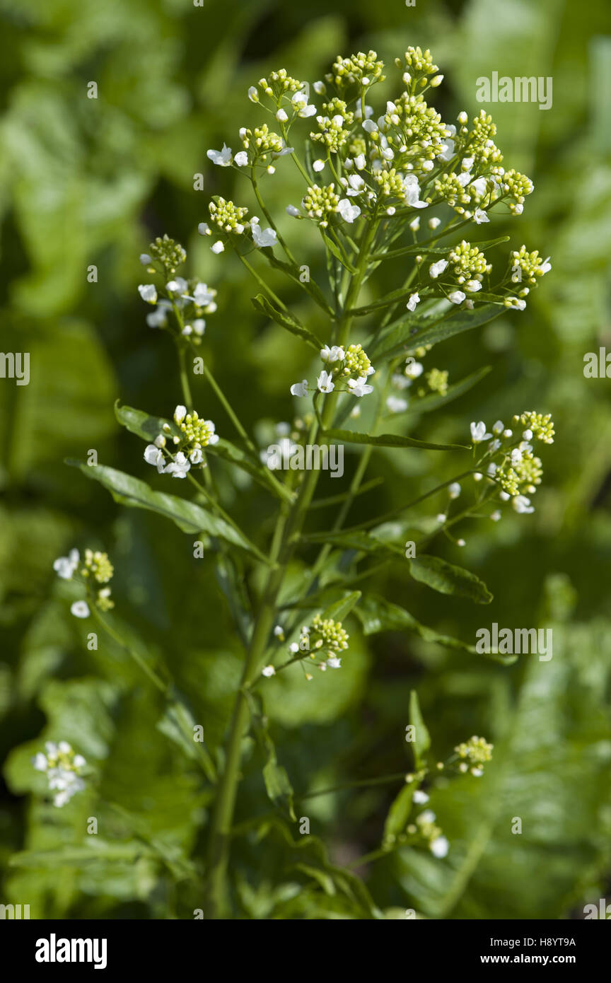 horseradish, armoracia rusticana Stock Photo - Alamy