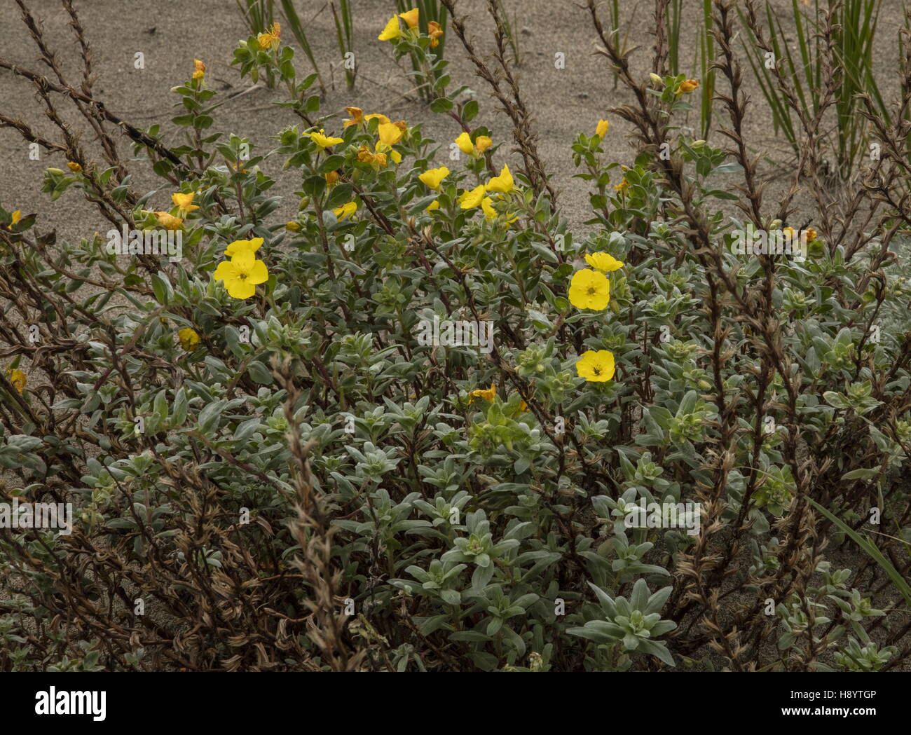 Beach evening primrose, Camissoniopsis cheiranthifolia, on sand-dunes ...
