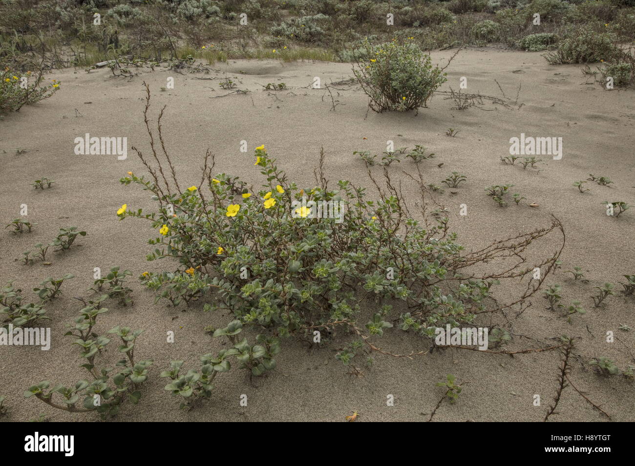 Beach evening primrose hi-res stock photography and images - Alamy