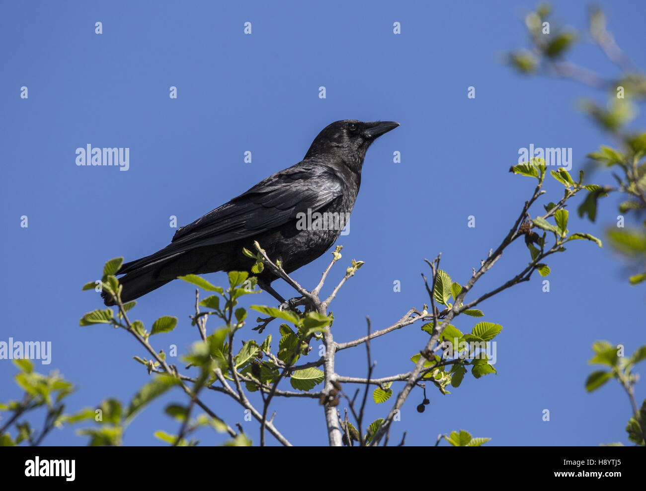 American Crow, Corvus brachyrhynchos perched in tree; California Stock ...