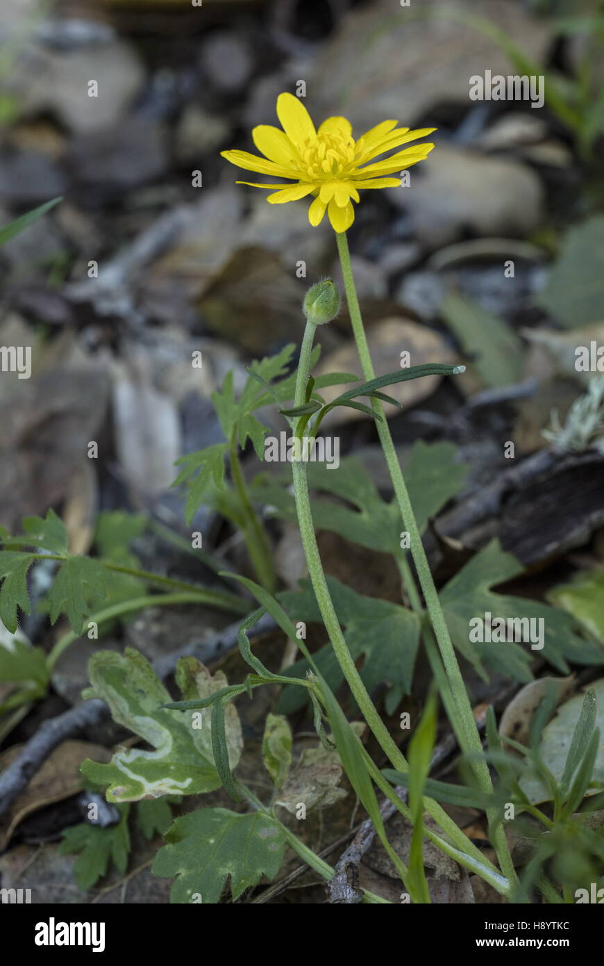 Ranunculus californicus hi-res stock photography and images - Alamy