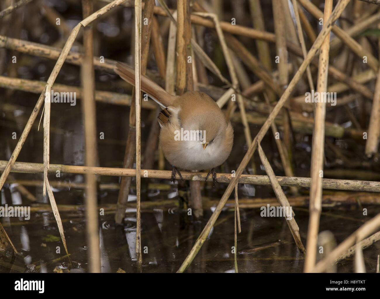 Female Bearded Tit, or Bearded Reedling, Panurus biarmicus among reeds ...