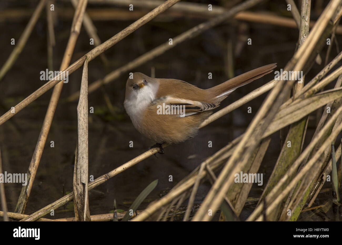 Female Bearded Tit, or Bearded Reedling, Panurus biarmicus among reeds ...