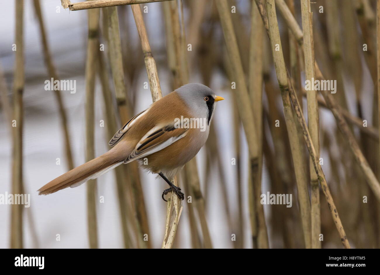 Male Bearded Tit, or Bearded Reedling, Panurus biarmicus among reeds ...