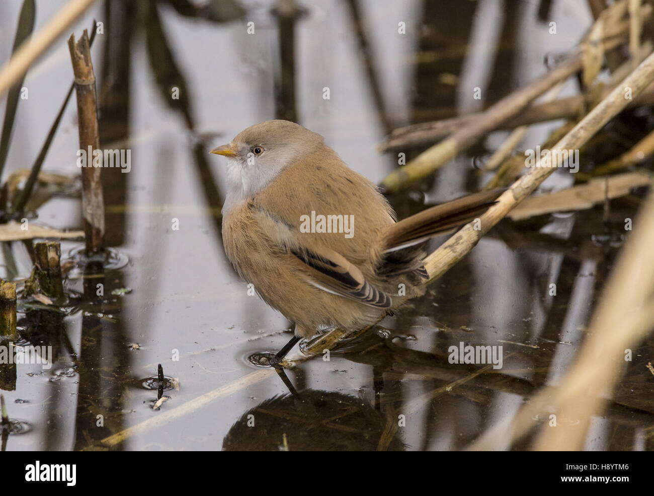 Female Bearded Tit, or Bearded Reedling, Panurus biarmicus among reeds ...