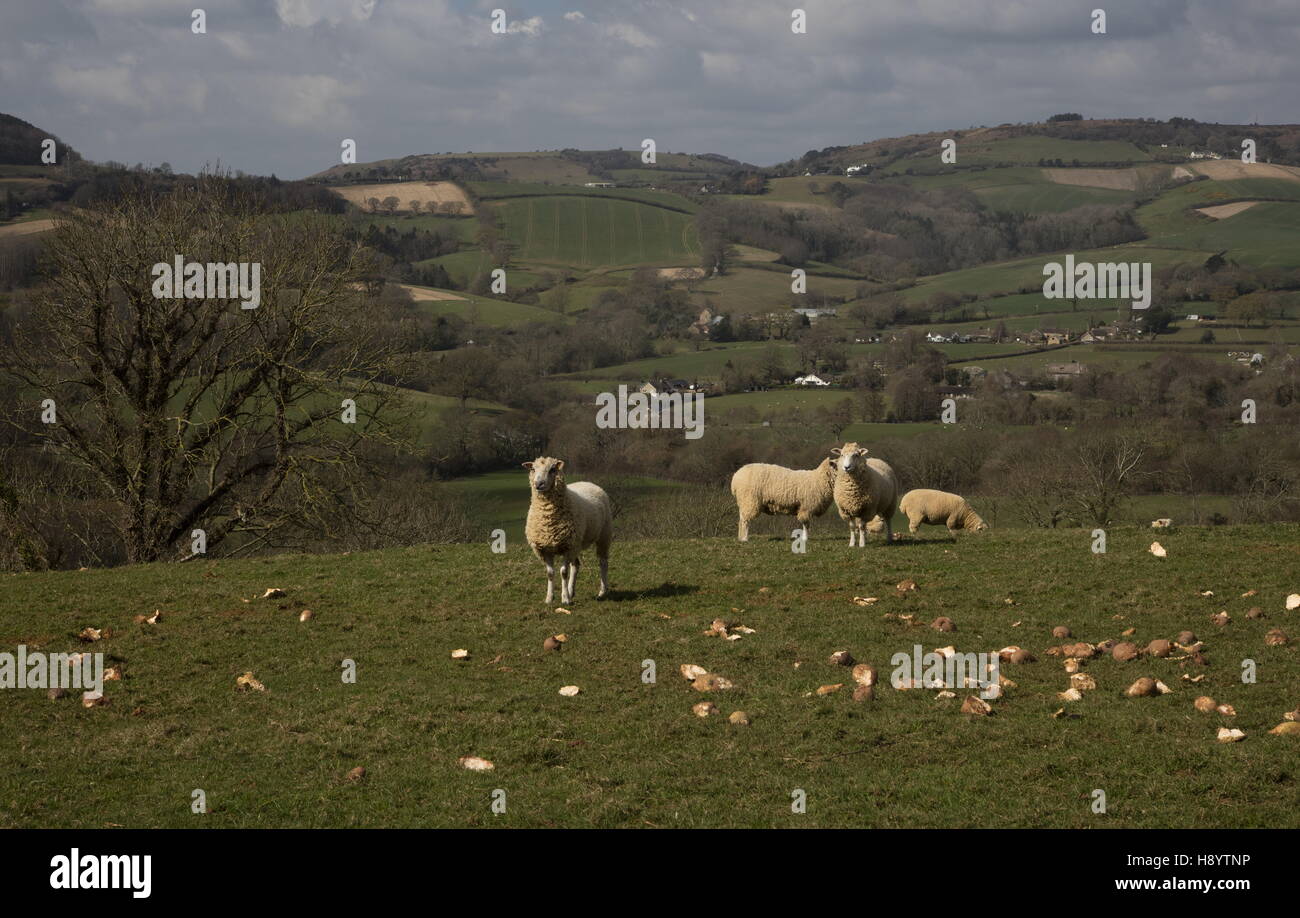 Chideock hill west dorset hi-res stock photography and images - Alamy