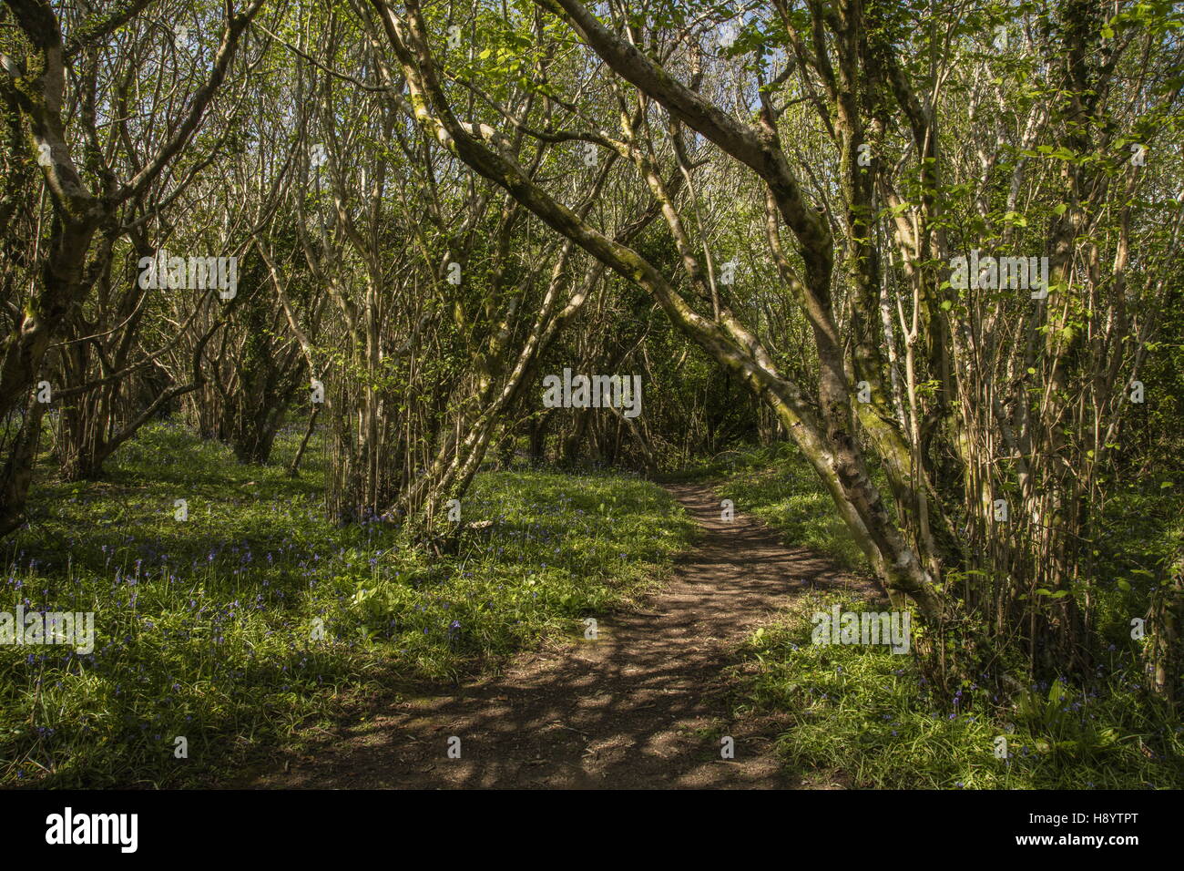 Path through ancient hazel coppice with spring flowers, near Penmaen ...