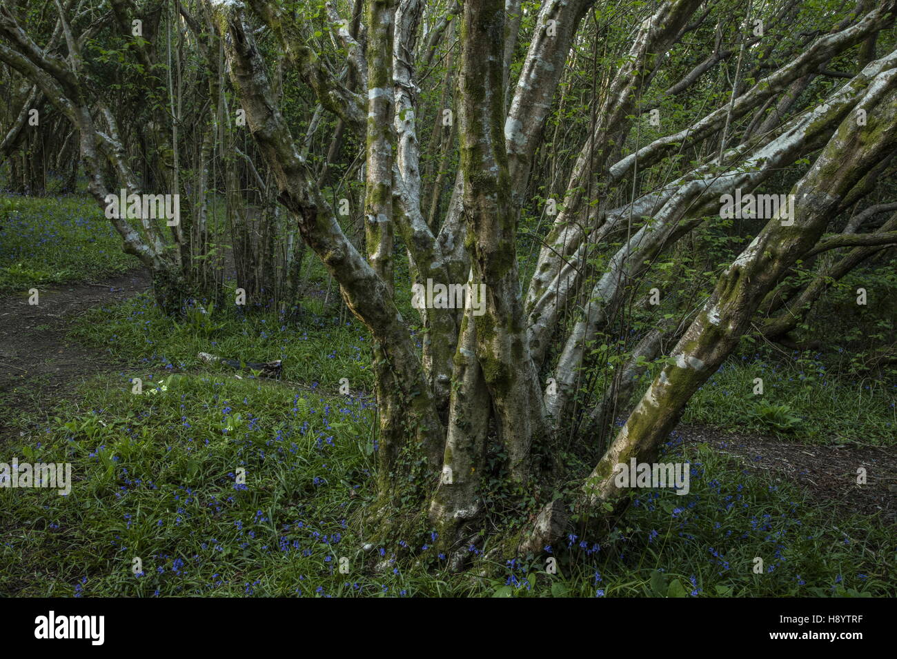Path through ancient hazel coppice, with spring flowers, near Penmaen ...