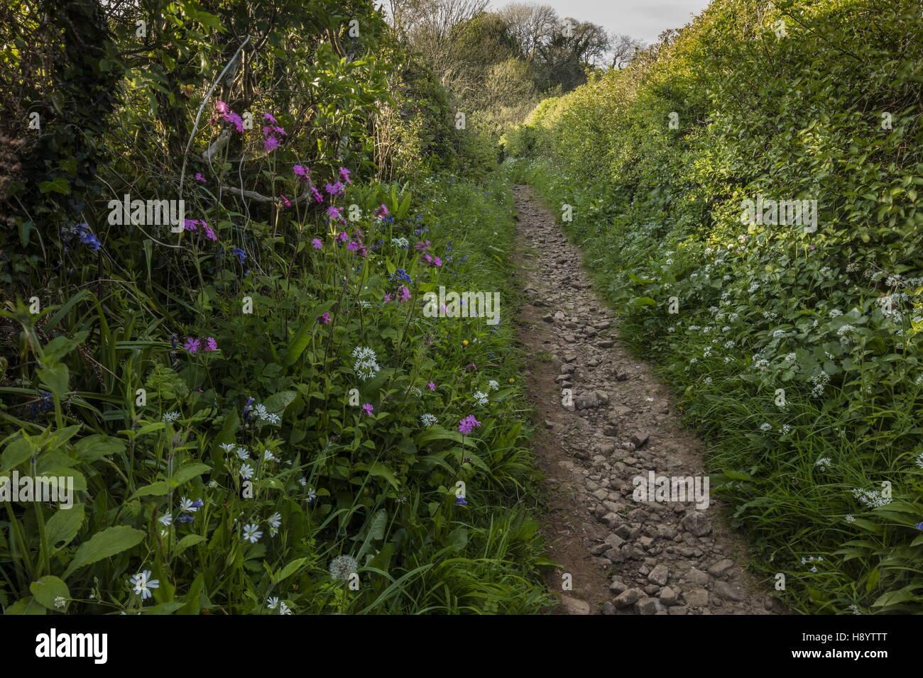 Boundary hedges hi-res stock photography and images - Alamy