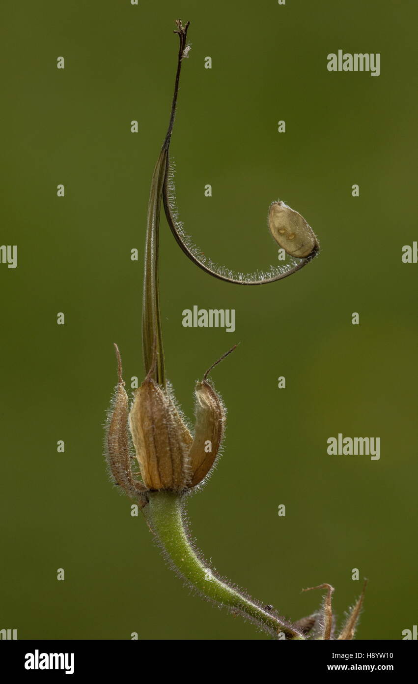 Meadow Cranesbill, Geranium sylvaticum fruit and seed, late summer ...
