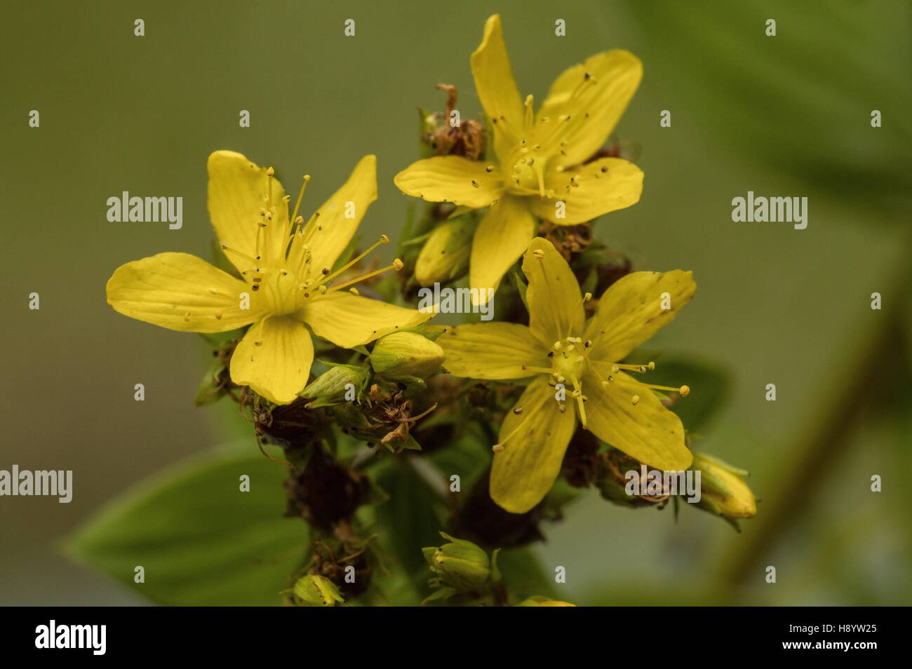 St johns marsh hi-res stock photography and images - Alamy