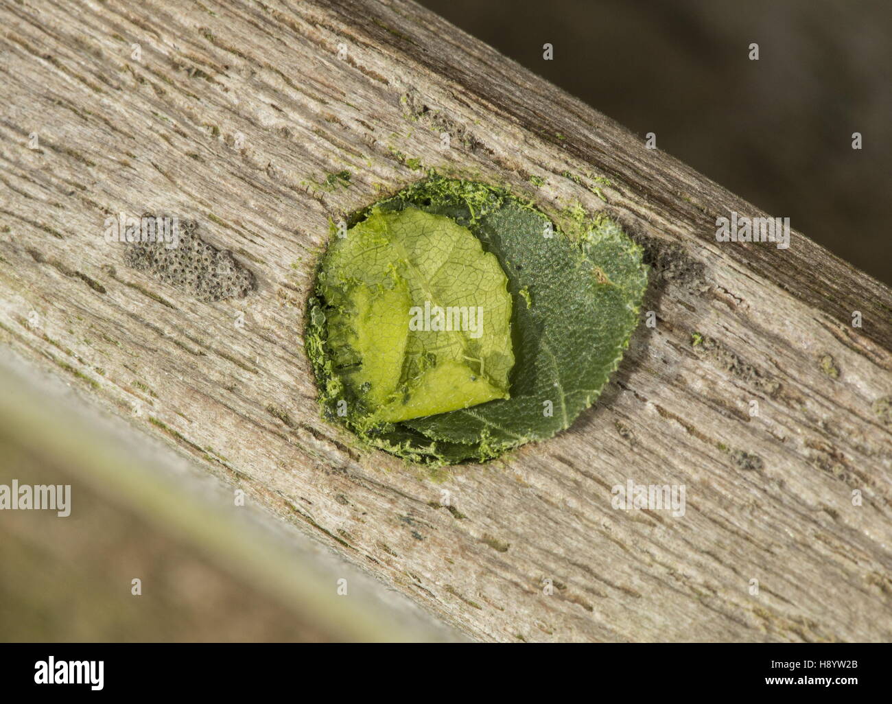 Nest of leaf-cutter bee, Megachile centuncularis, closed by cut leaf ...