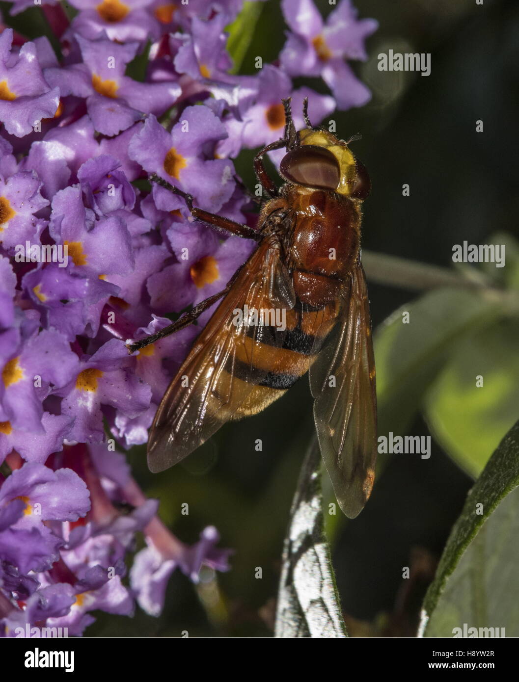 Hornet mimic hoverfly, Volucella zonaria feeding on Buddleia in ...