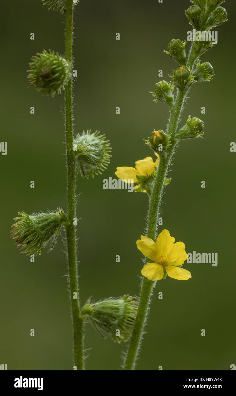 Agrimonia eupatoria flower fruit burs hi-res stock photography and ...