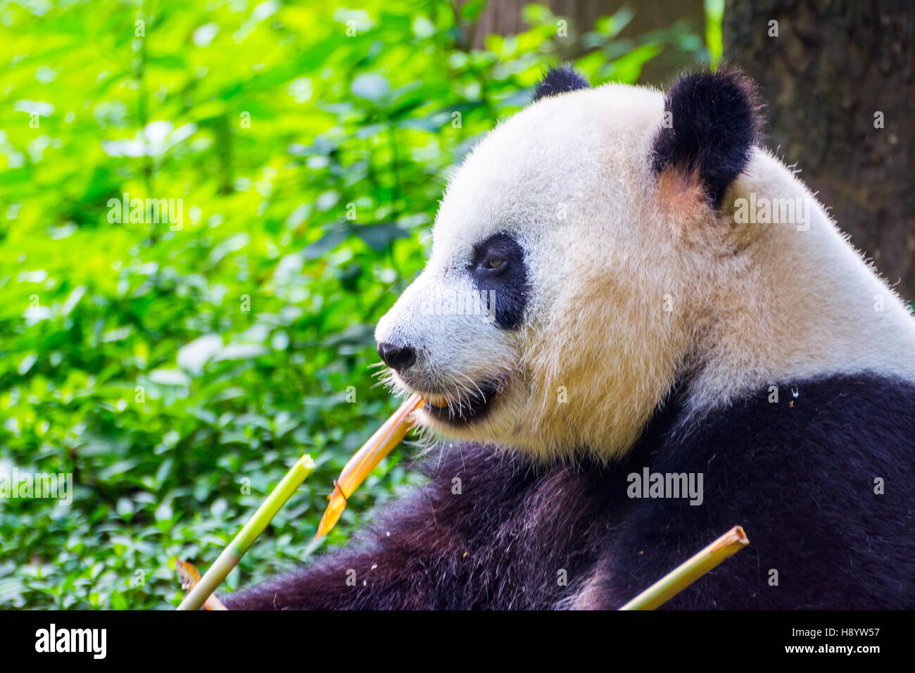 Giant panda bear (Ailuropoda melanoleuca) sitting and eating fresh ...