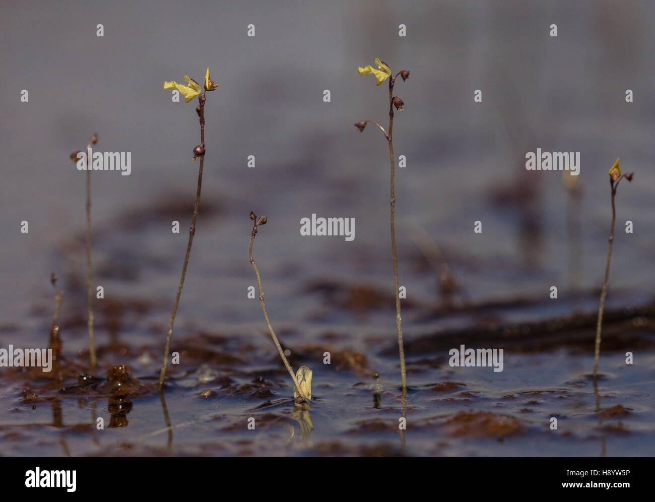 Lesser Bladderwort, Utricularia minor in flower in bog pool, Dorset ...