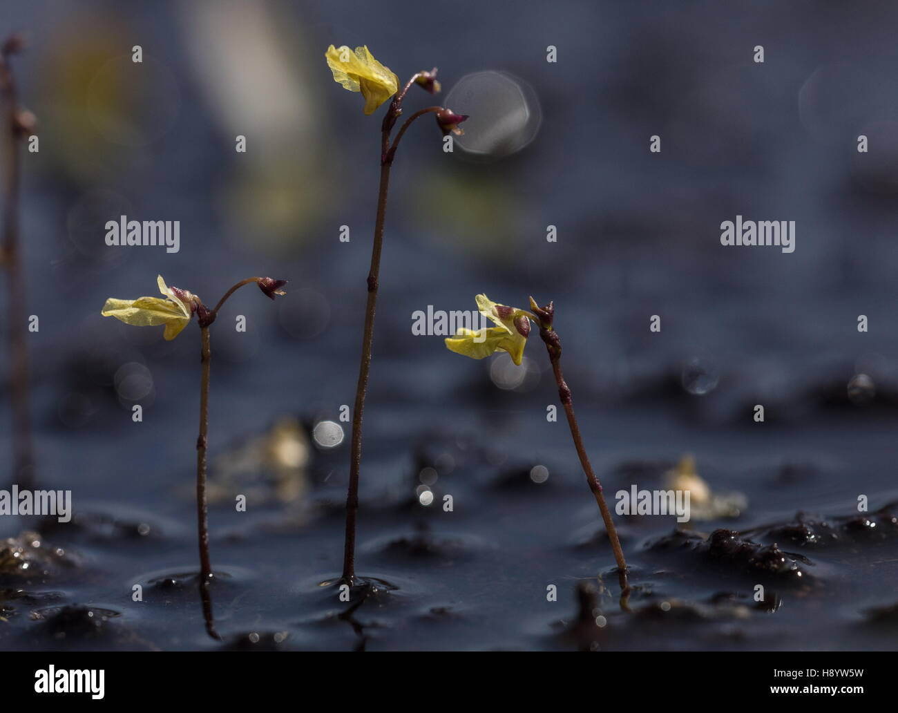 Lesser Bladderwort, Utricularia minor in flower in bog pool, Dorset ...