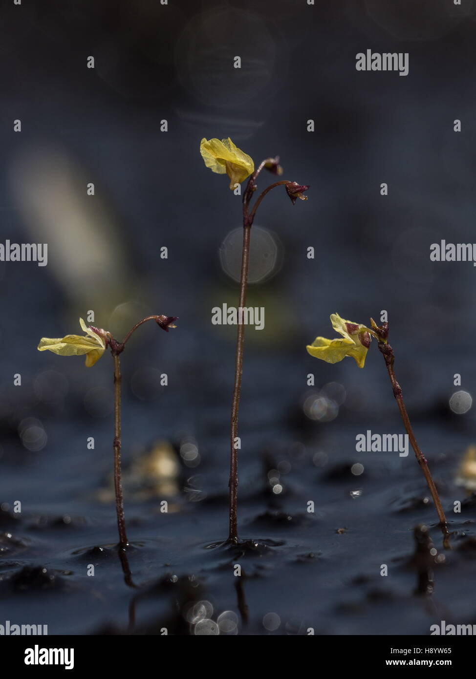 Lesser Bladderwort, Utricularia minor in flower in bog pool, Dorset ...