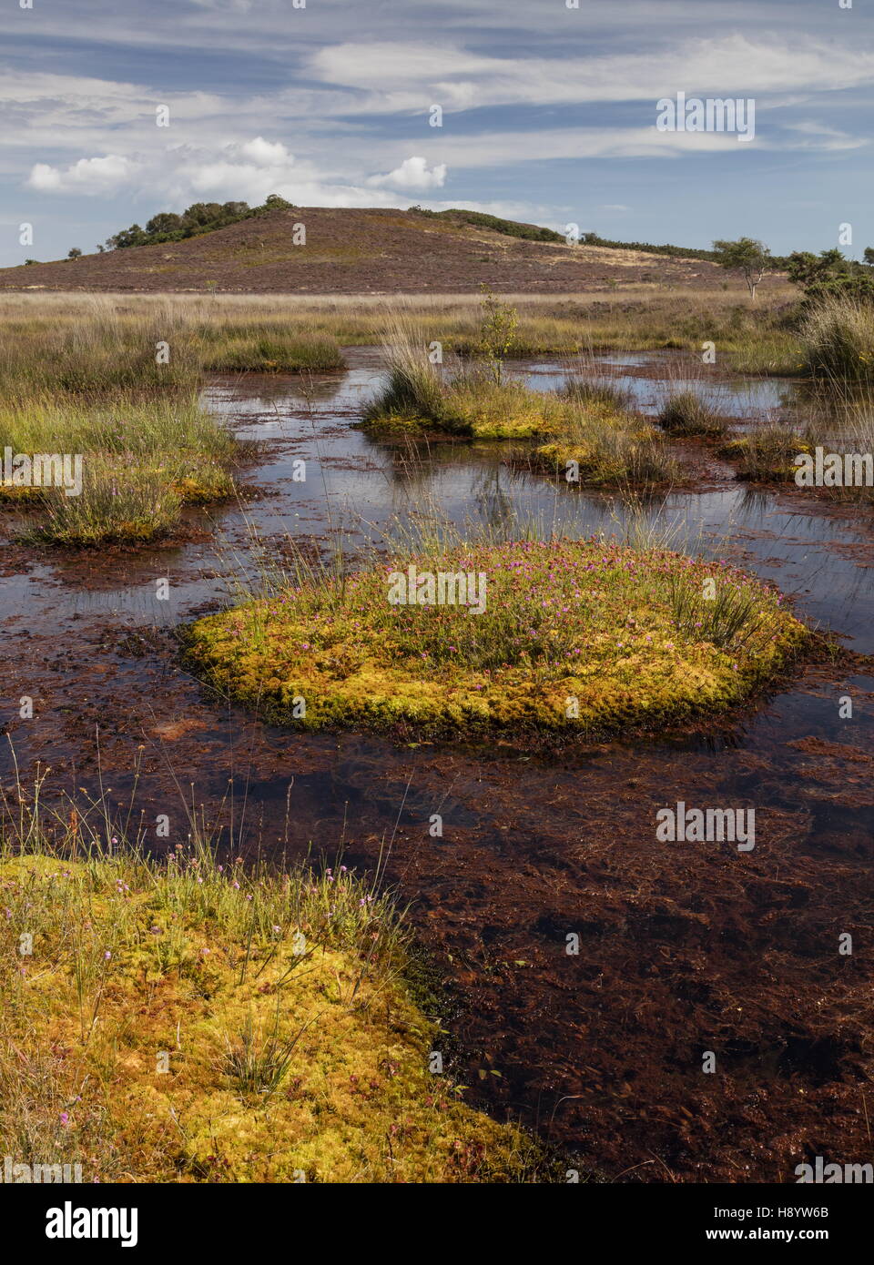 Peat bog with acidic soil hi-res stock photography and images - Alamy