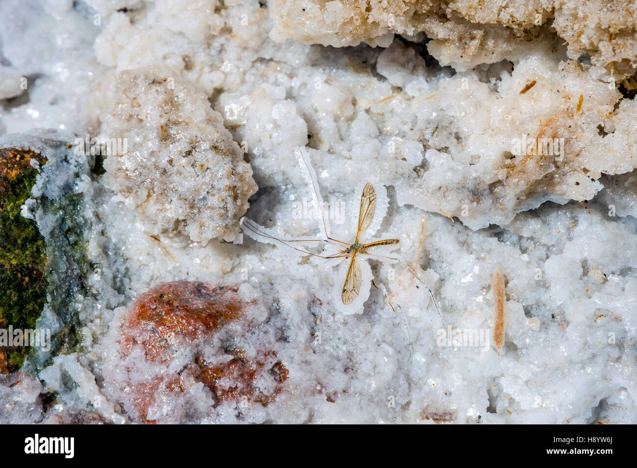 Mosquito preserved in salt crystals, Chaqia lake, China Stock Photo - Alamy