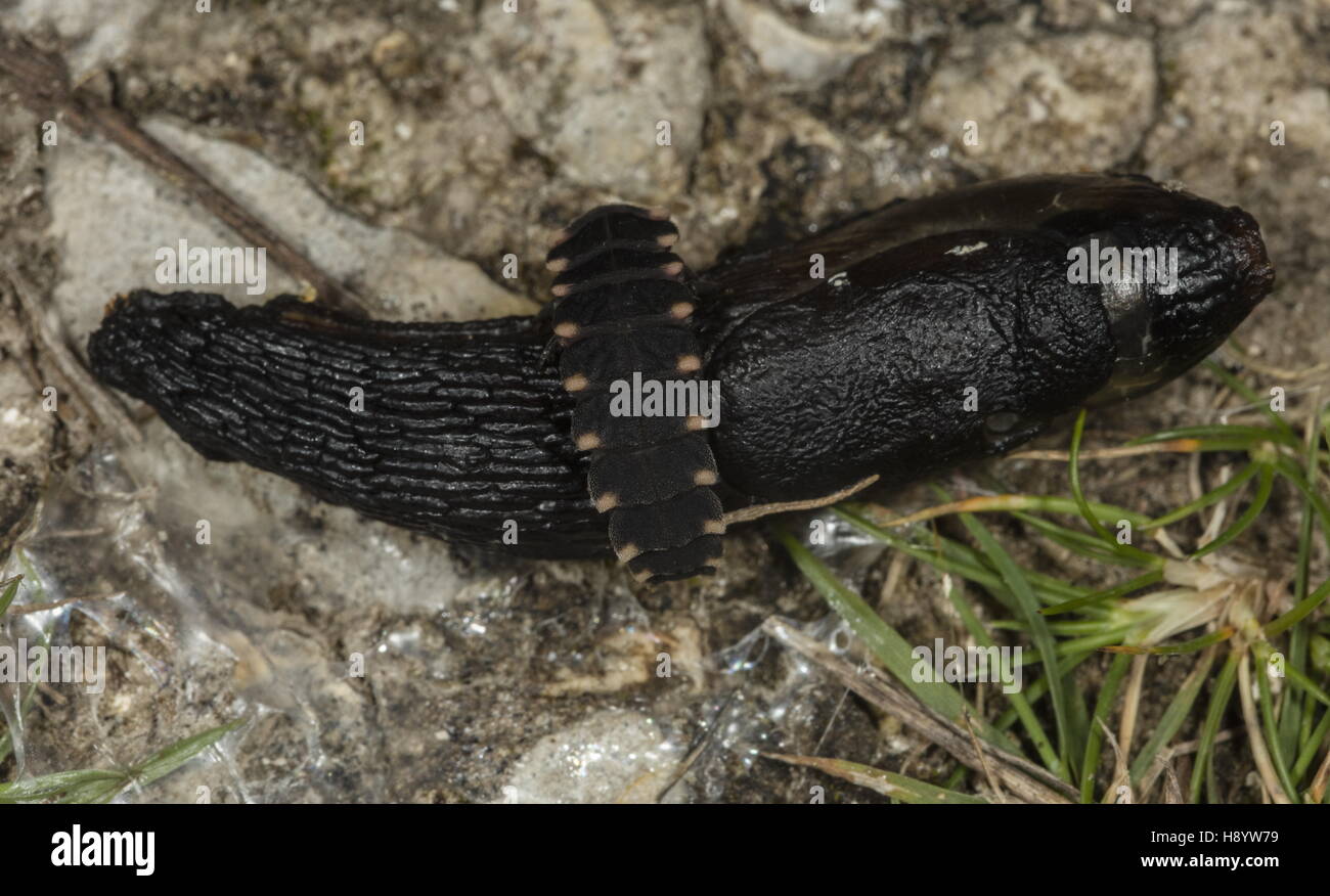 Glow-worm larva, Lampyris noctiluca, feeding on a slug. Chalk downland ...
