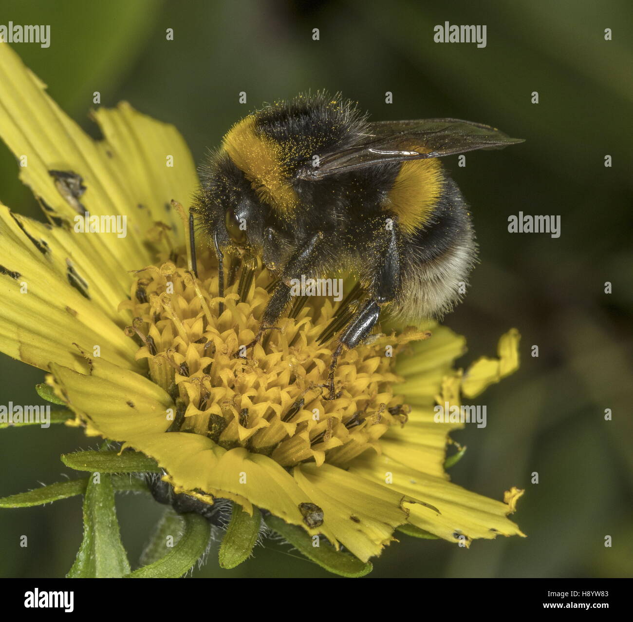 Buff-tailed bumblebee, Bombus terrestris, worker visiting garden flower ...