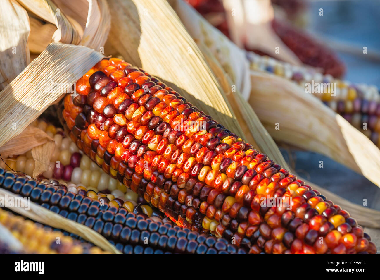Closeup of Indian Corn in autumn Stock Photo - Alamy