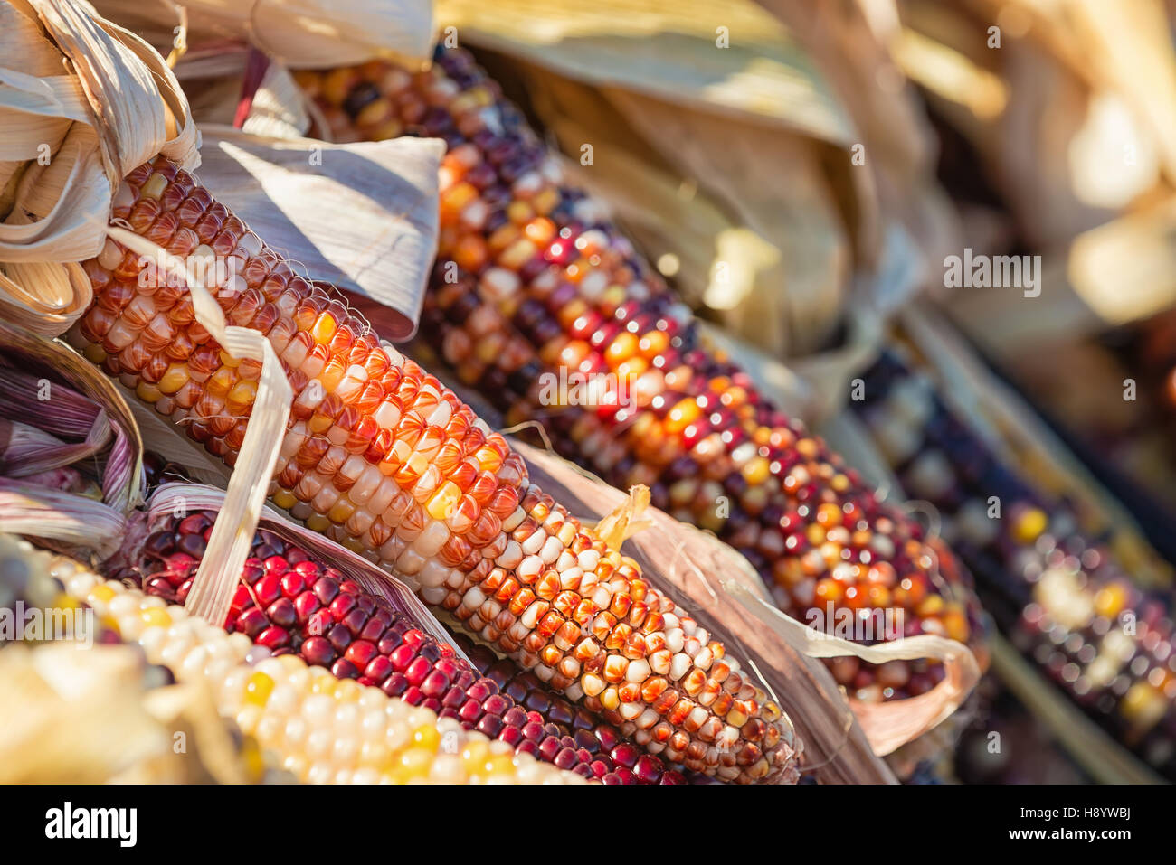 Indian corn hi-res stock photography and images - Alamy