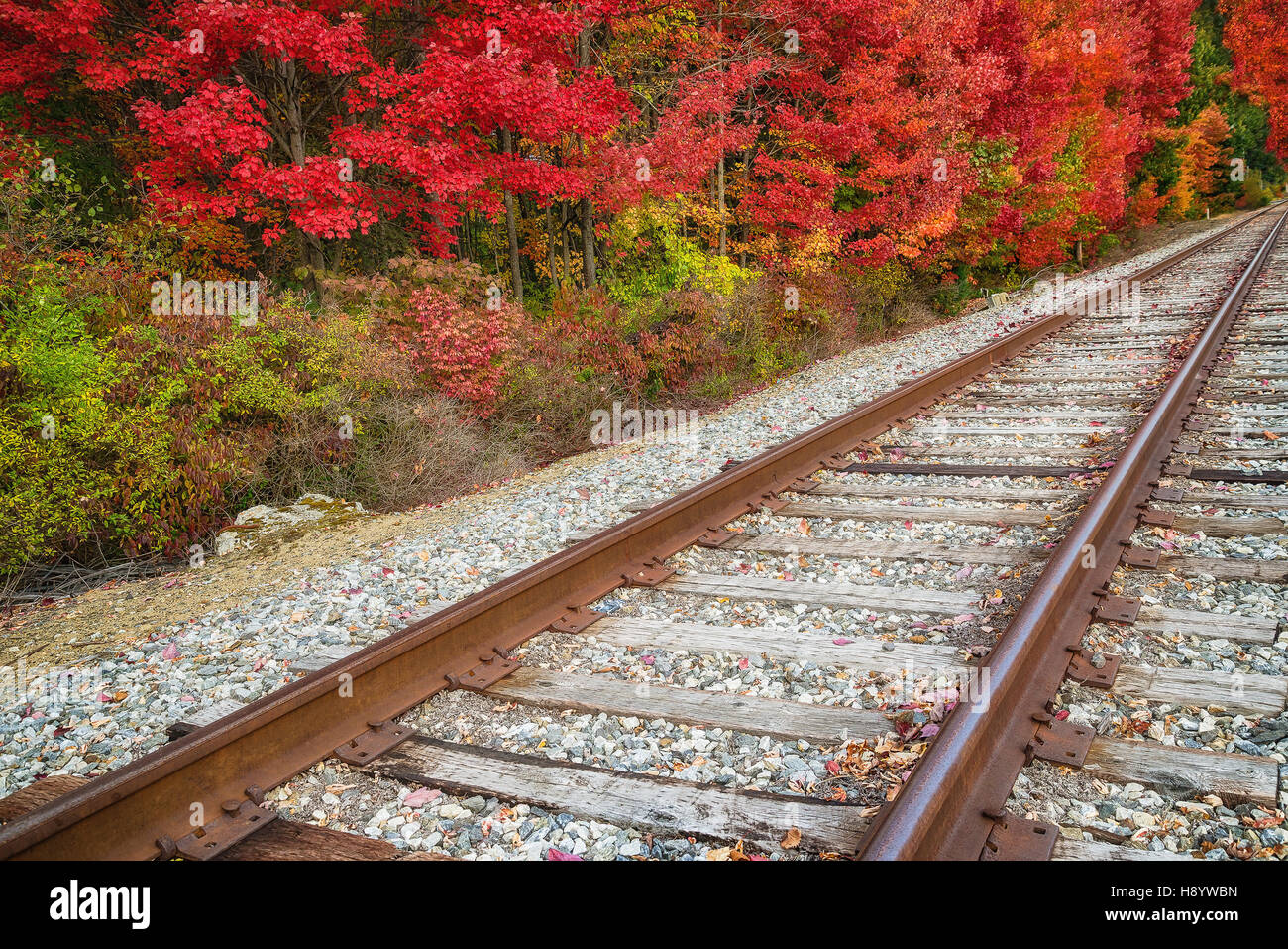 Railroad tracks along colorful autumn foliage trees Stock Photo - Alamy