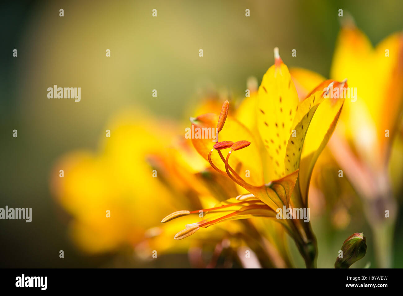 Yellow Peruvian Lily (Alstroemeria aurea) flower Stock Photo - Alamy