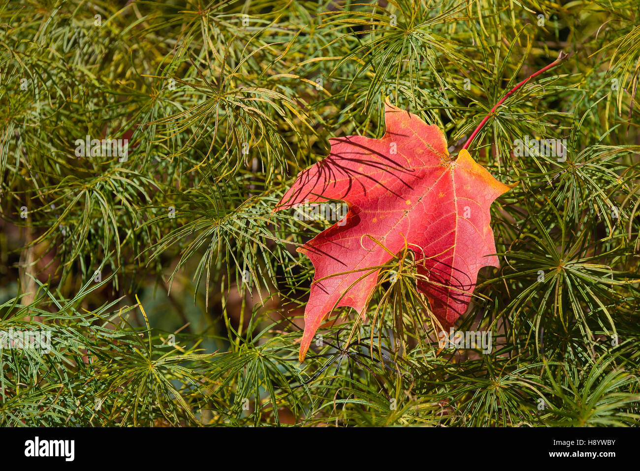 Red pine tree detail hi-res stock photography and images - Alamy