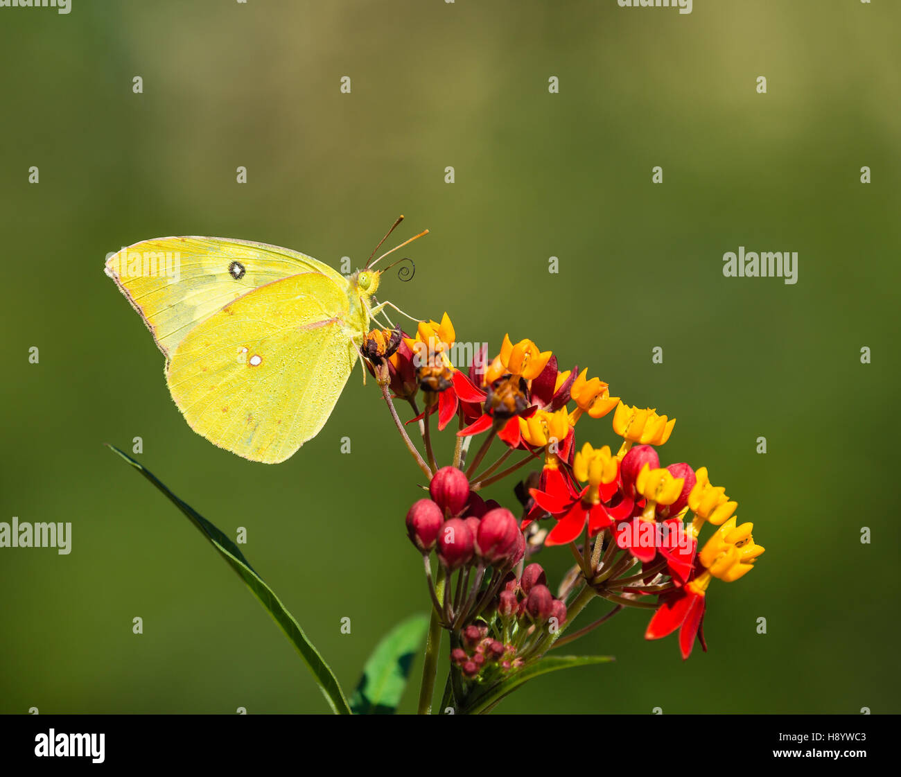 Dogface butterfly hi-res stock photography and images - Alamy