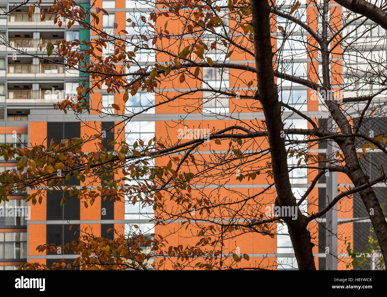 Tree leaves building background hi-res stock photography and images - Alamy