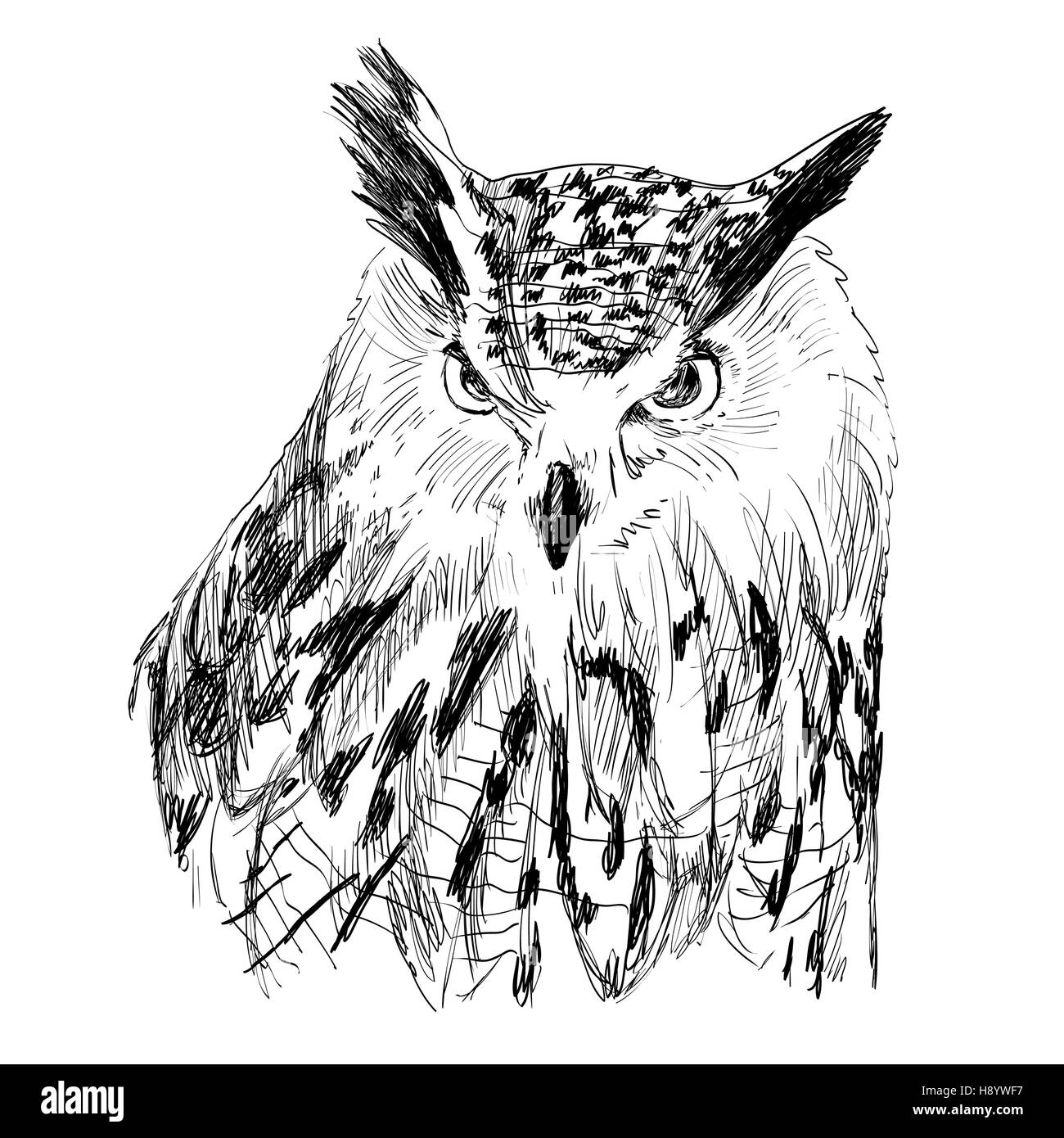 Owl Sketch High Resolution Stock Photography and Images - Alamy