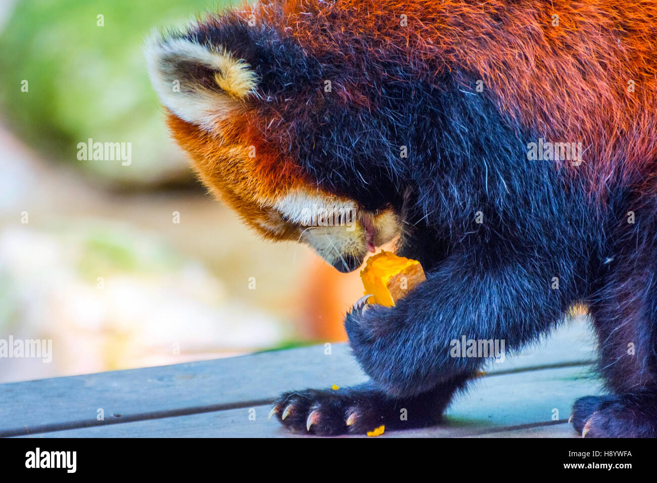 Red panda (Ailurus fulgens) or lesser panda eating pumpkins Stock Photo ...