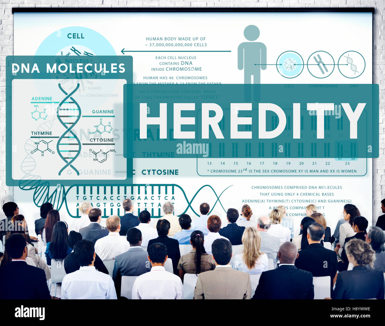 Heredity hi-res stock photography and images - Alamy