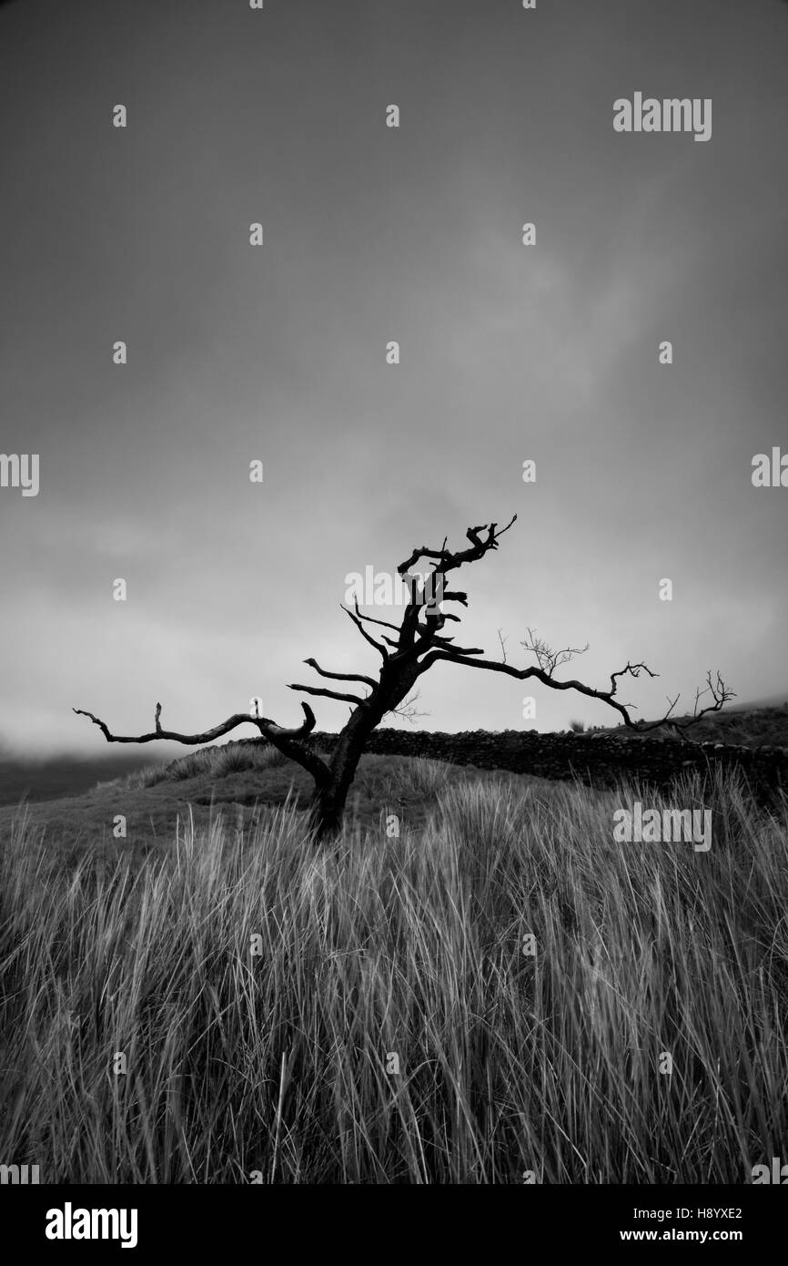 Bleasdale hi-res stock photography and images - Alamy