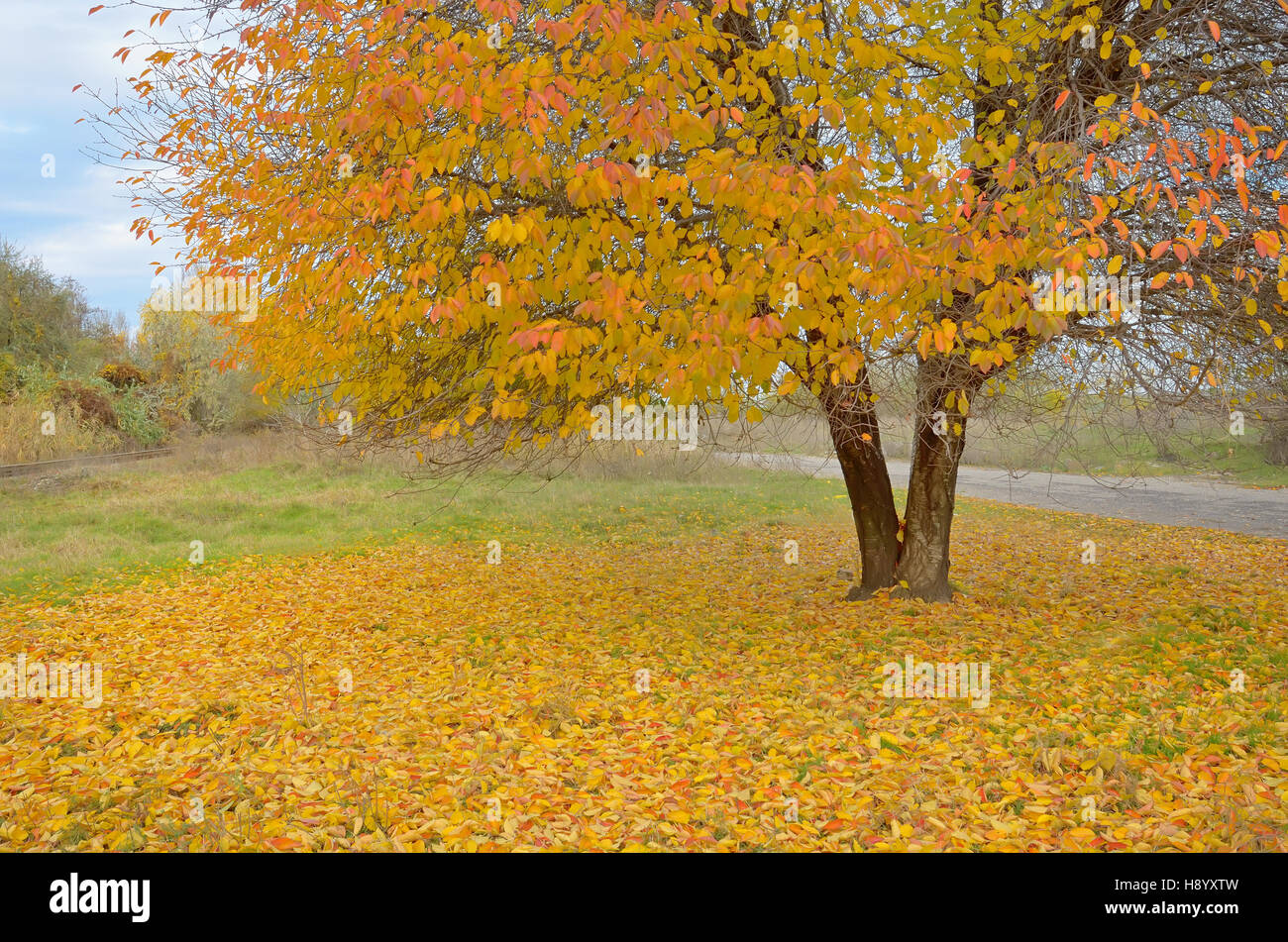 Lonely beautiful autumn tree and fallen leaves Stock Photo - Alamy