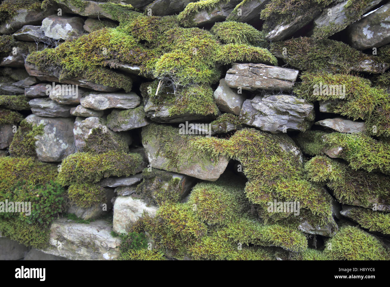 moss covered dry stone wall in the lake district cumbria Stock Photo ...